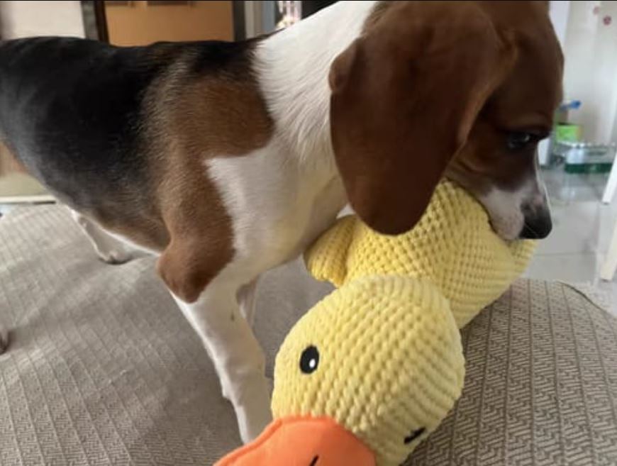 Does the Calming Duck Really Work? Real Results